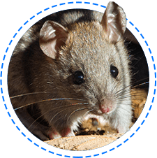 Reliable Wildlife & Pest Control Solutions in Houston