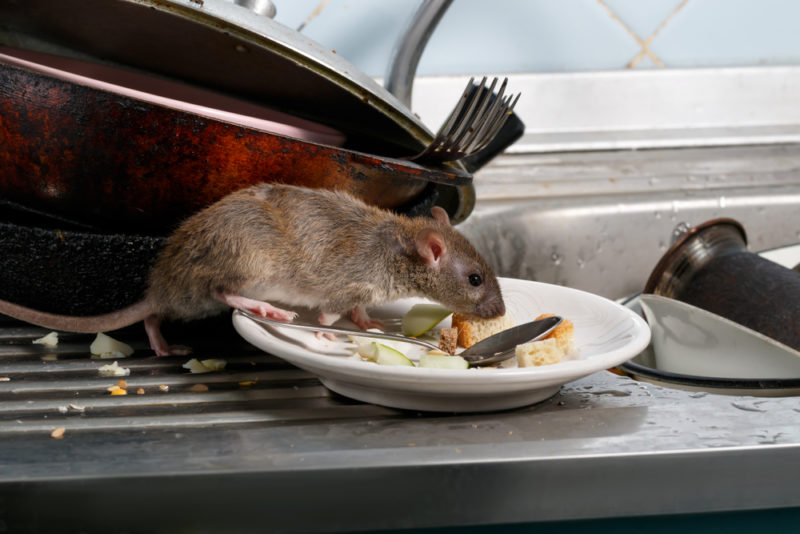 How Rats Make You Sick | Elite Wildlife Services