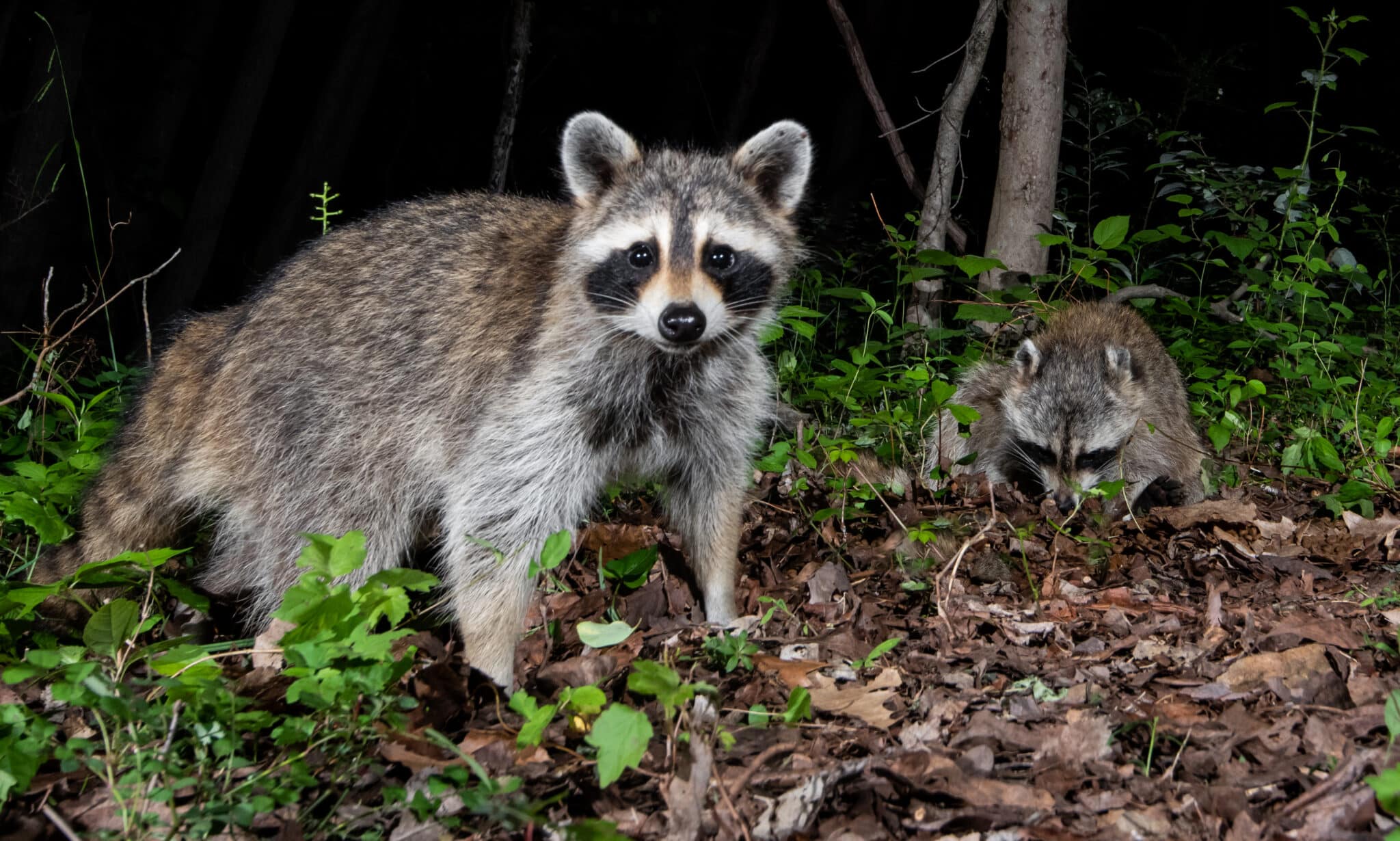 Raccoon Reproduction: What to Expect When Raccoons Are Expecting